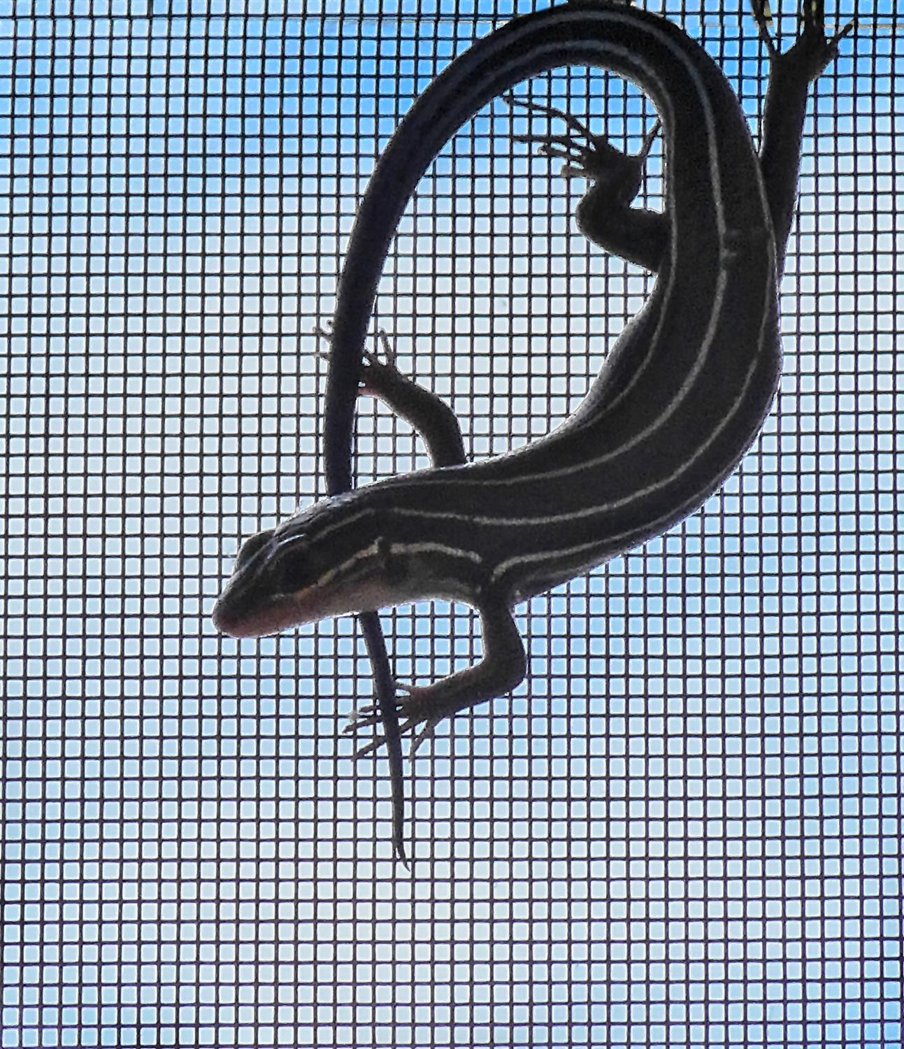 Variations on a skink - - Art and the Zen of Design